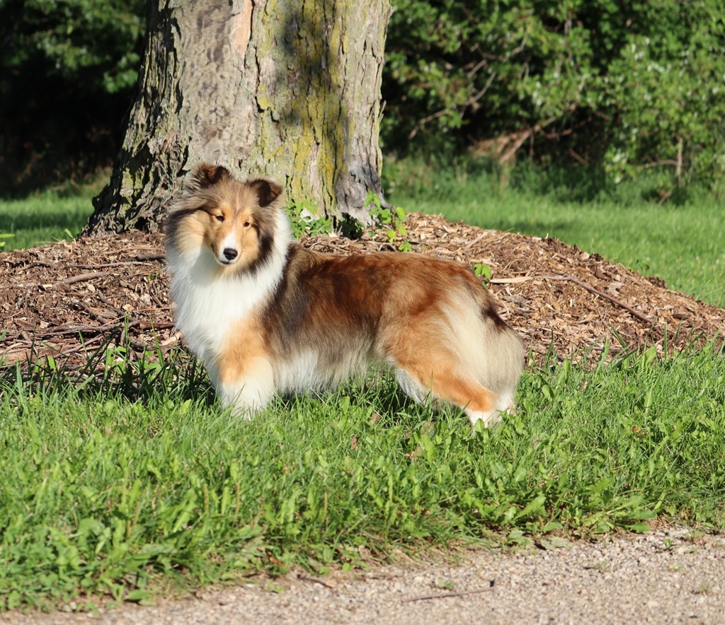 Cermel Shelties Perm Reg'd ... Breeders of Shetland Sheepdogs