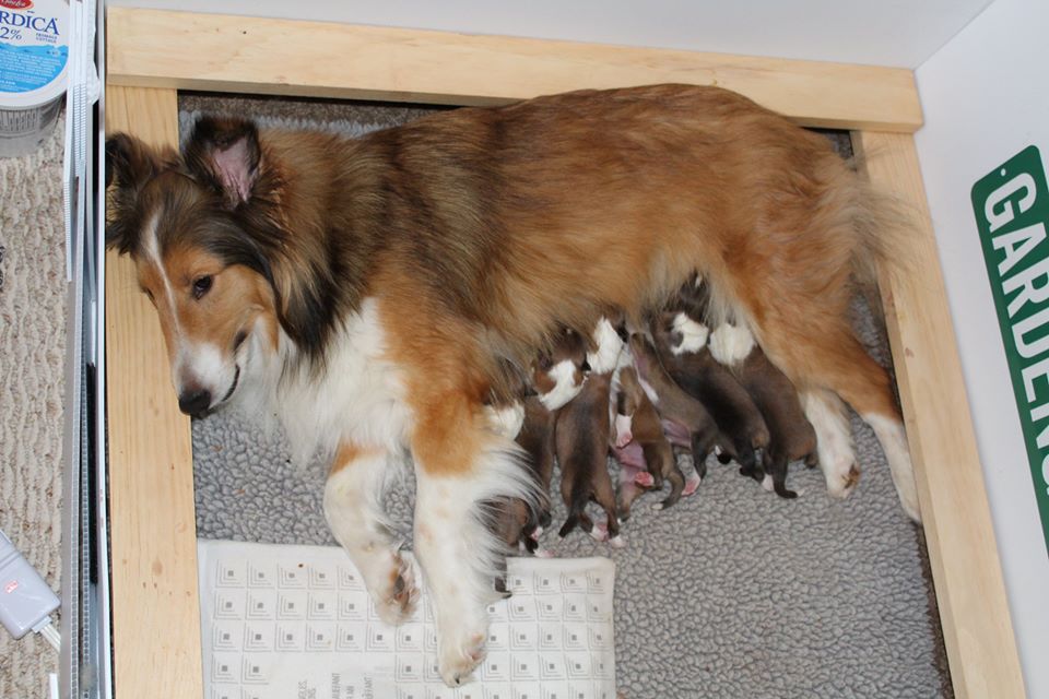 Cermel Shelties Perm Reg'd ... Breeders of Shetland Sheepdogs