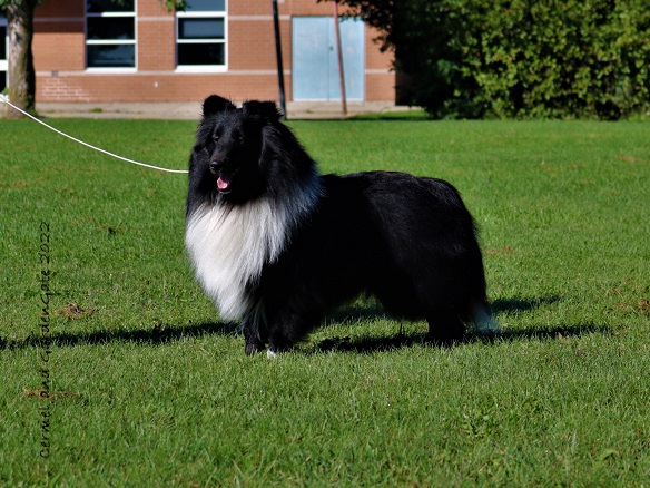 Cermel Shelties