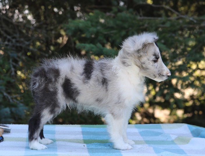 Cermel Shelties Perm Reg'd ... Breeders of Shetland Sheepdogs