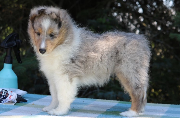 Cermel Shelties Perm Reg'd ... Breeders of Shetland Sheepdogs
