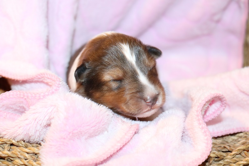 Cermel Shelties Perm Reg'd ... Breeders of Shetland Sheepdogs