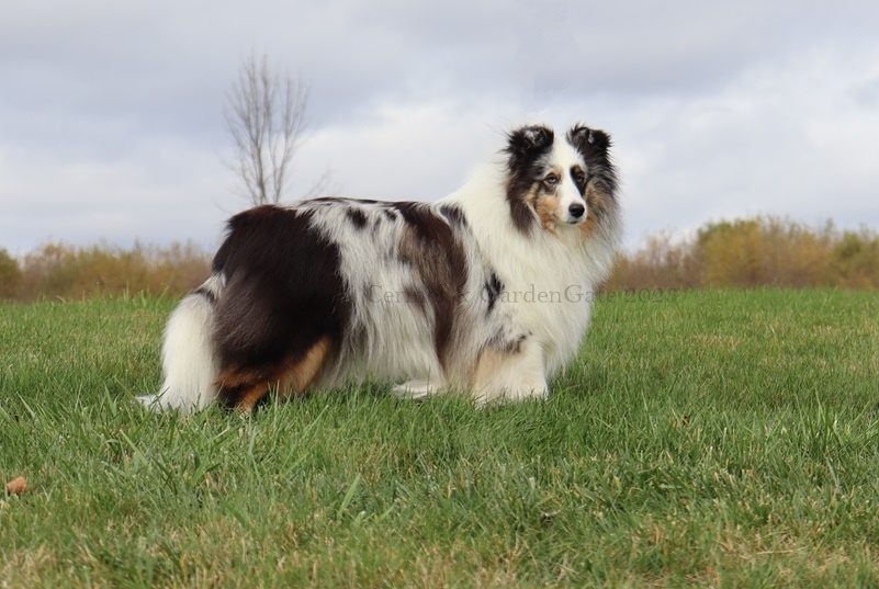 Cermel Shelties Perm Reg'd ... Breeders of Shetland Sheepdogs
