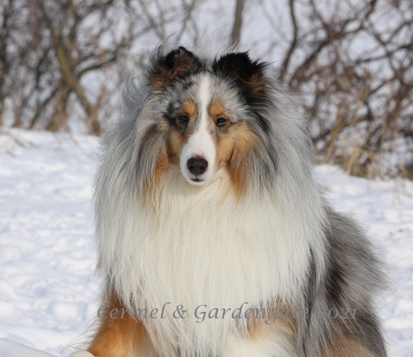 Cermel Shelties