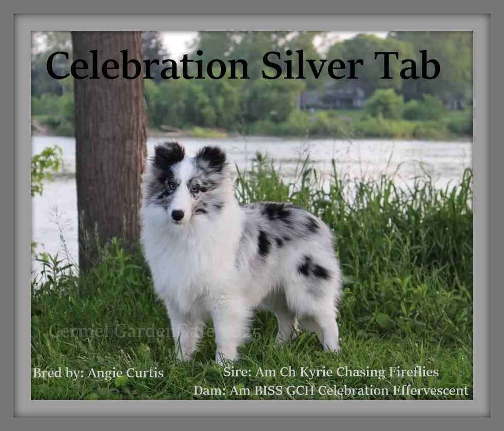 Cermel Shelties