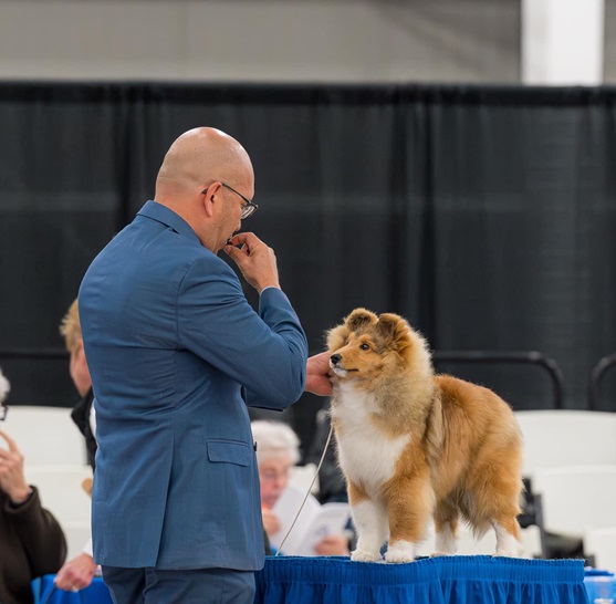 Cermel Shelties