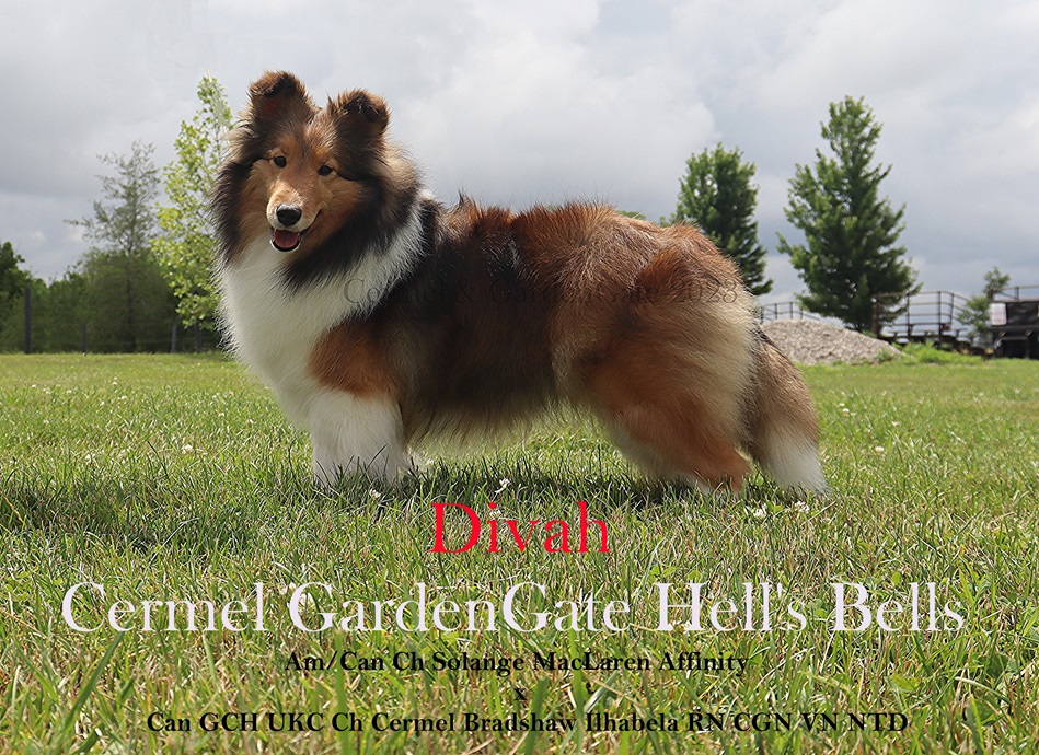 Cermel Shelties Perm Reg'd ... Breeders of Shetland Sheepdogs
