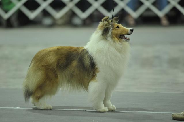 Cermel Shelties Perm Reg'd ... Breeders of Shetland Sheepdogs