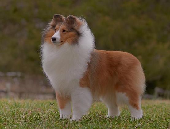 Cermel Shelties