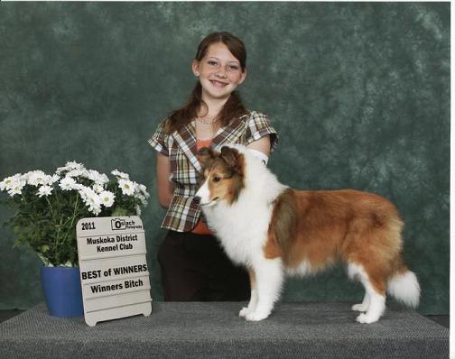 Cermel Shelties