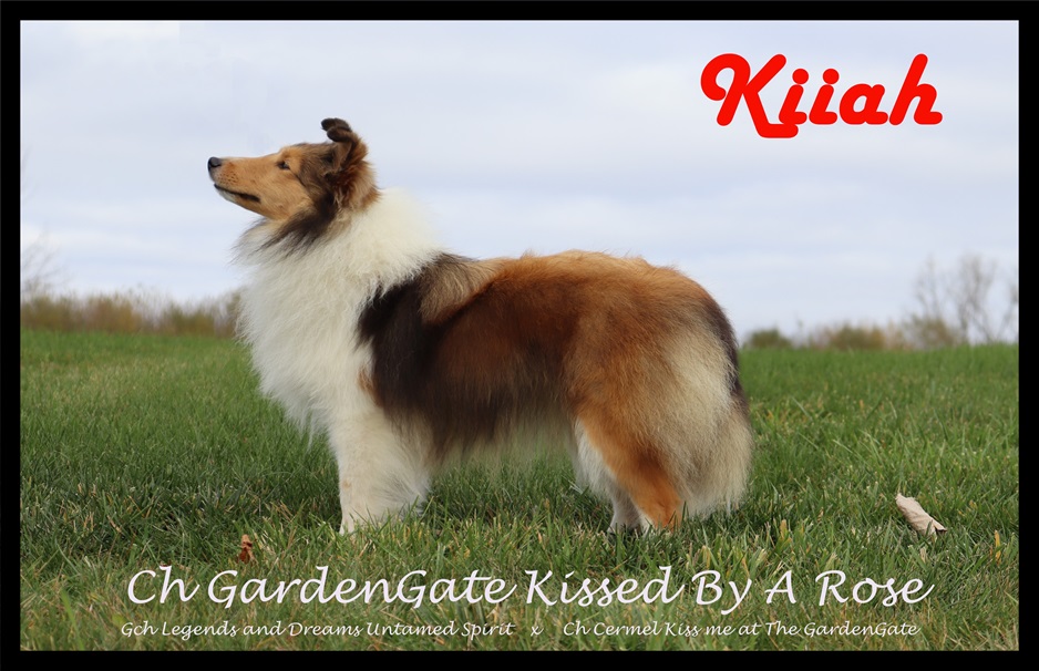 Cermel Shelties Perm Reg'd ... Breeders of Shetland Sheepdogs