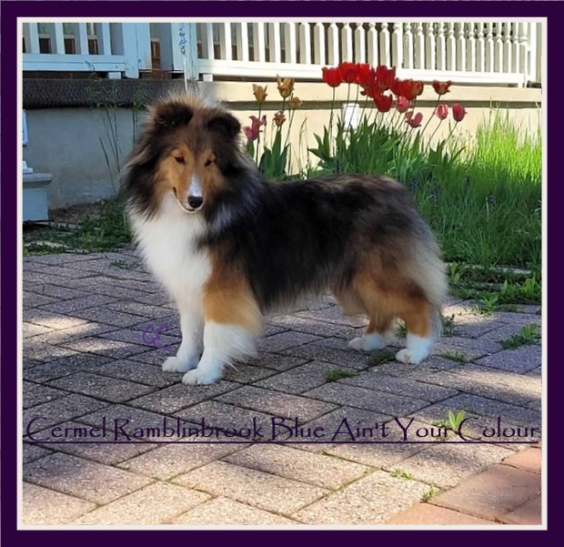 Cermel Shelties Perm Reg'd ... Breeders of Shetland Sheepdogs